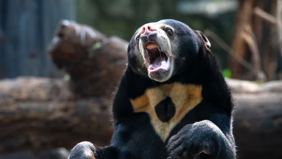 Cuatro heridos tras el violento ataque de un oso en Japón